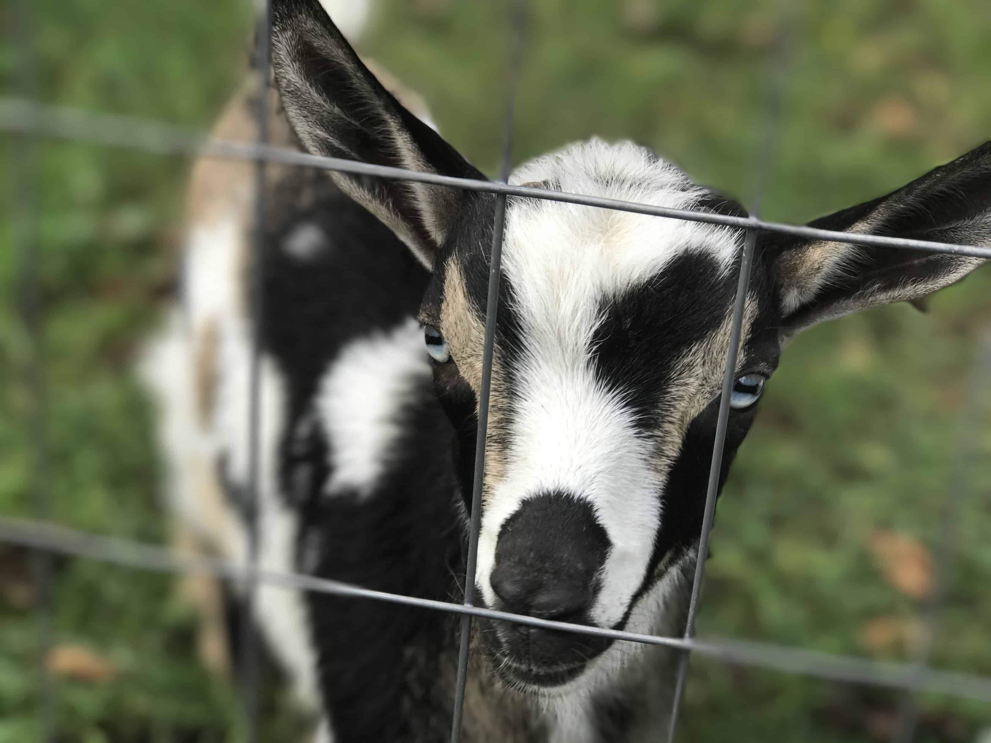 Dizzy Doe's Goat Ranch — Goatables – All Things Goat — soaps, lotions ...